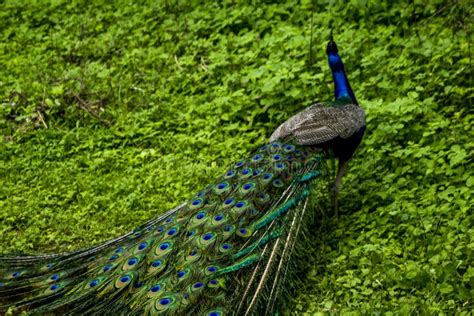 Indian Male Peacock Dancing Display Stock Image Image Of Beautiful
