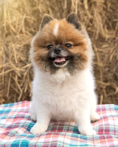 25 Pomeranian Colors Markings And Patterns With Pictures