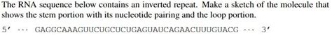 Solved The Rna Sequence Below Contains An Inverted Repeat Solved The Rna Sequence Below Contains An Inverted Repeat