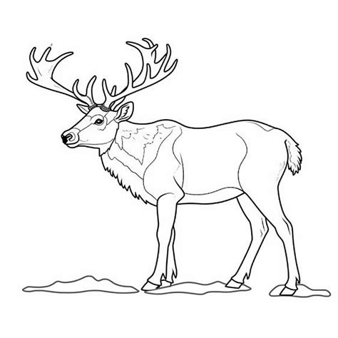 Caribou Coloring Pages Coloring Corner Caribou Coloring Pages Coloring Corner