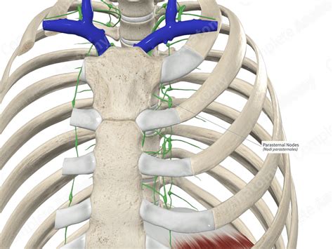Parasternal Nodes Complete Anatomy
