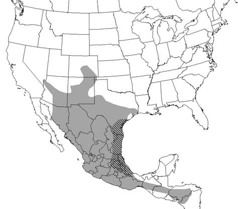 Geographic Range Of The Hog Nosed Skunk Conepatus Leuconotus In North