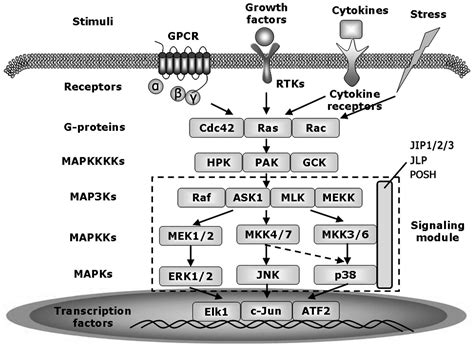 Phosphatidylinositol Pathway