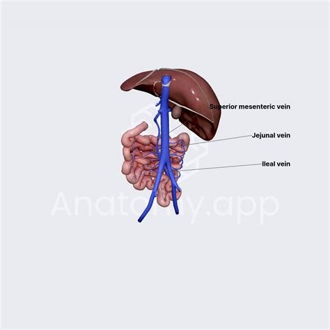 Venous Drainage Of Small Intestine Jejunum And Ileum Anatomy App