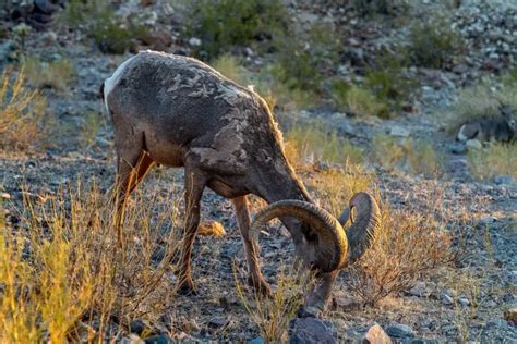 Desert Bighorn Sheep Facts Diet Habitat And Pictures On Animaliabio