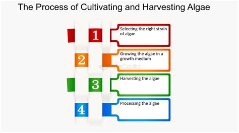 Algae Biofuel Process