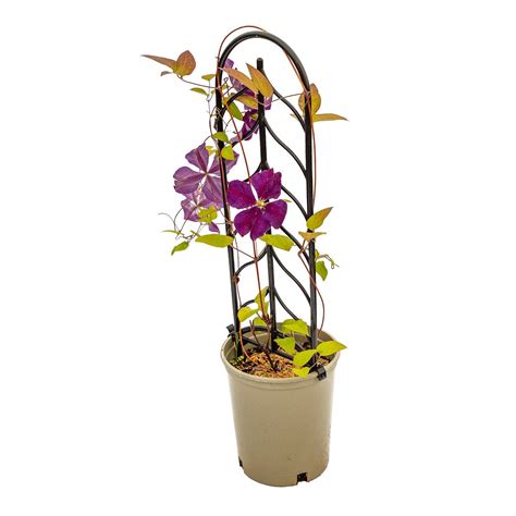 Assorted Clematis 1g Trees And Shrubs