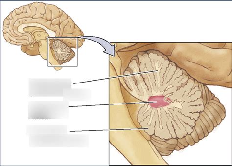 Cerebellum Diagram Diagram Quizlet