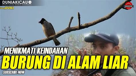 Menikmati Kehidupan Burung Di Alam Liar Youtube