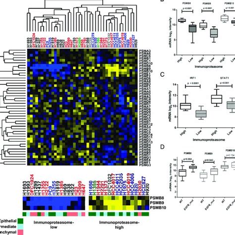 Proteasome Gene Expression In Lung Adenocarcinoma Cell Lines A Heat Download Scientific