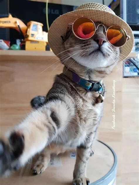 Котик делает селфи And Кошки в очках And Фото МУРЧИМ РФ в 2021 г Сумасшедшие кошки Кошки и