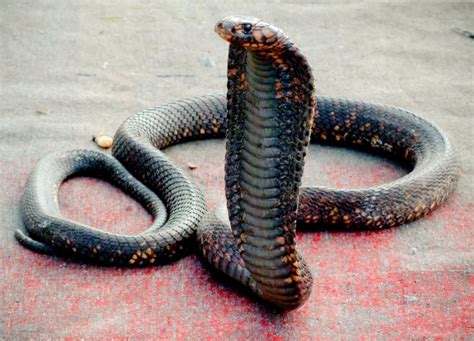 عکس های خطرناک ترین مار کبری را اینجا ببینید