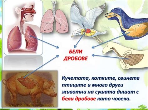 21 Дишане на животните и растенията ЧП 4 клас Булвест