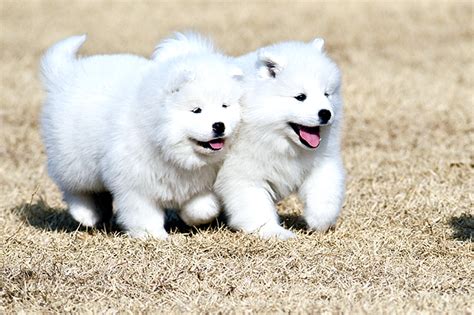 강아지 GigaTera co kr