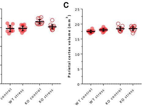 Magnetic Resonance Imaging Volumetric Analysis Of Several Brain Regions