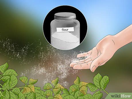 3 Ways To Control Aphids WikiHow