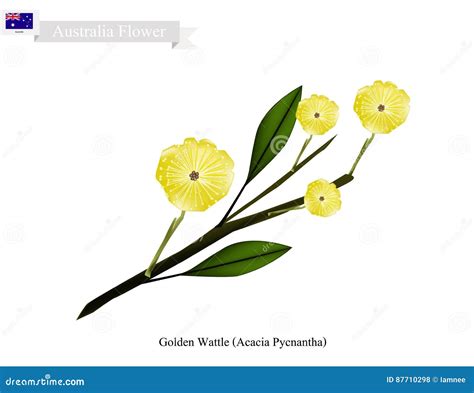 Golden Wattle The National Flower Of Australia Stock Vector