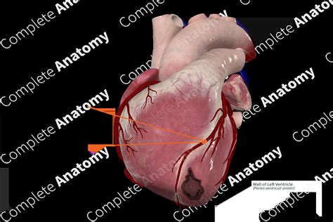 Wall Of Left Ventricle Complete Anatomy