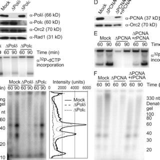 Pol δ Pol ε and PCNA are required for the accumulation of small