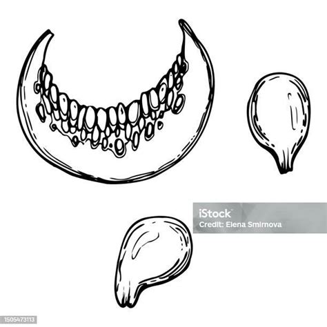 손으로 그린 잉크 벡터 호박 조롱박 스쿼시 추수감사절 할로윈 수확 농사를 위한 스케치 일러스트레이션 아트 격리된 개체 개요