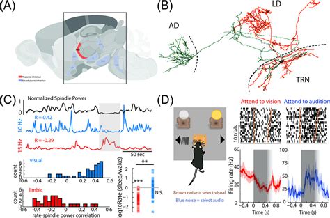 Thalamic Inhibition Diverse Sources Diverse Scales Pmc