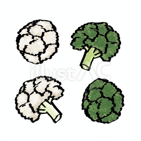 カリフラワー ブロッコリーイラスト No 2214829／無料イラスト フリー素材なら「イラストac」