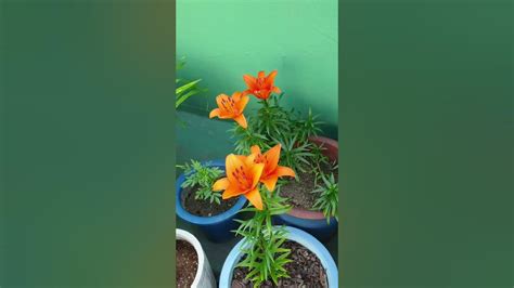백합 새싹 올라오고 있어요🧡 Flower Garden Plants Youtube
