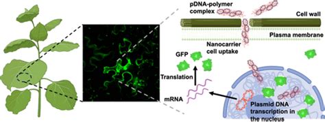 Nano Letters Vol 25 No 2 ACS Publications