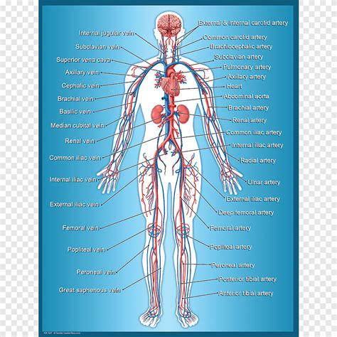 Circulatory System Human Body Chart Muscle Organ Circulatory System