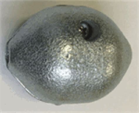 Warrick Float Weight Weight For Tilt Float Switches Patio