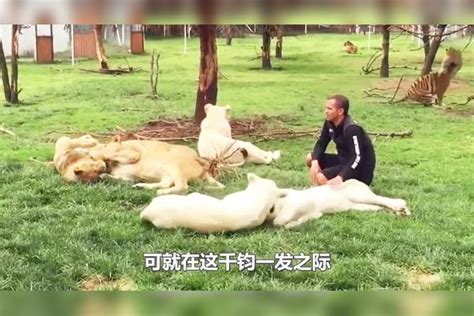 豹子背后偷袭饲养员老虎上去就是一耳光你把它吃了谁养我