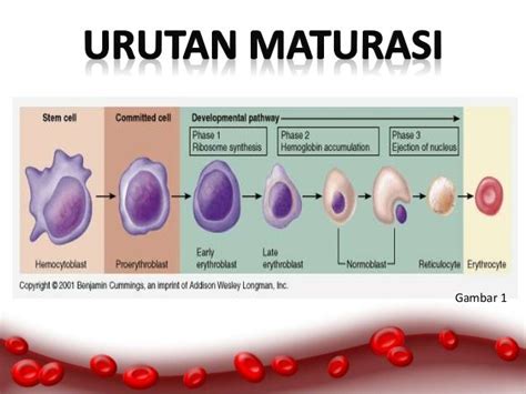 Eritropoiesis