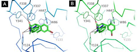 Binding Pattern Of Compounds 3e A And Compound 3d B At The Active Download Scientific