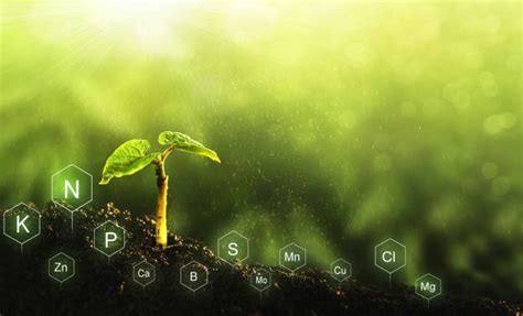 Synthesis Of Nitrogen Nano Fertilizer And Efficacy On Turfgrass