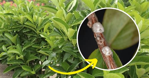 Everything You Need To Know About Viburnums