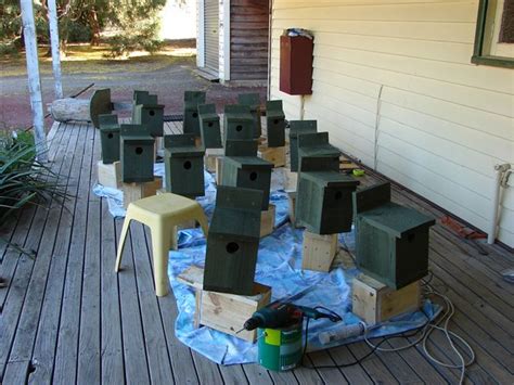Nest Boxes BIRDS In BACKYARDS