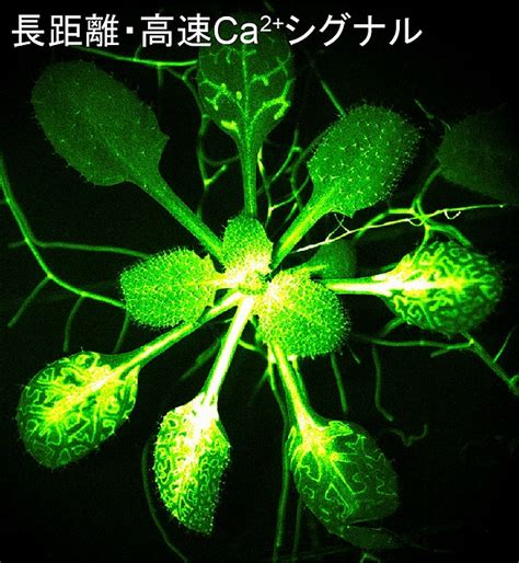化学と生物 日本農芸化学会 Vol58 No2 植物が傷つけられたことを感じて，全身に情報を伝える仕組み
