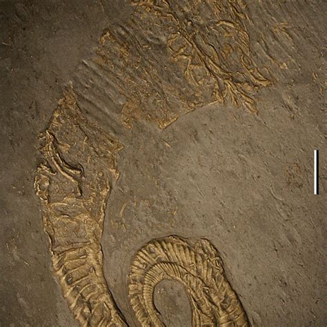 The Ammonoid Brown The Epicoles Green And The Orthoconic Nautiloid Download Scientific