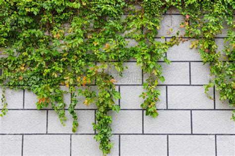 绿色的常春藤植物和砖壁