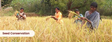 Seed Conservation Sahaja Samrudha