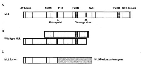 Figure 13 From The Super Elongation Complex Sec In Development And