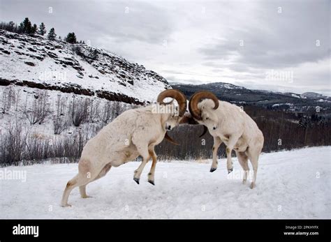 Dall Sheep Ovis Dalli Two Adult Male Dall Sheep Fighting And Butting