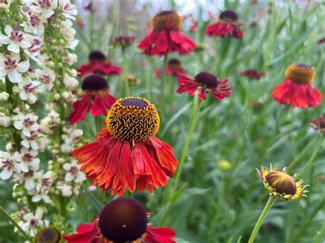 Helenium Moerheim Beauty Growing Guide Wild Garden Expert