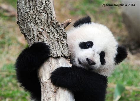 Tree Hugger A Photo On Flickriver