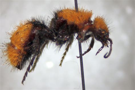 Some Key Characteristics Unbc Biol 322 Entomology