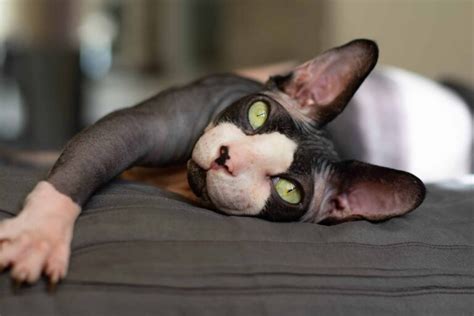 Rete per la protezione del gatto come scegliere Il mio gatto è leggenda