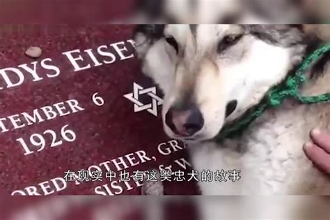 狗狗为主人守墓三年，人们强行拉出狗狗时，发现意外的“惊喜”！狗狗人们主人