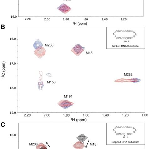 Role Of Altered Dna Sequence And Protein On Conformational Activation