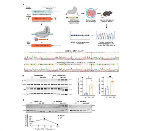 Stat1 T385m Recapitulates Key Biochemical Hallmarks Of Human Stat1