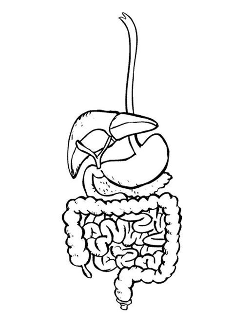 Biologie Ausmalbilder Malvorlagen 100 KOSTENLOS